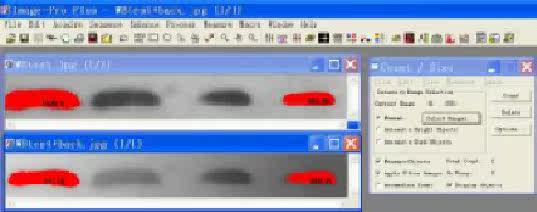 专业图像分析软件 Image pro plus 6.0 /ipp 6.0 送实用教程价格,详情介绍-960化工网 – 960化工网